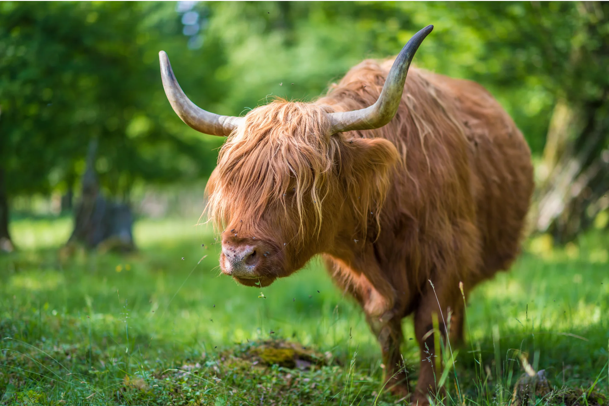 10 useful Gaelic words you already know - Dornie Croft